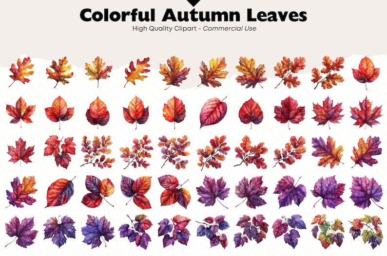 Autumn Leaves Watercolor Clipart Bundle Fall Watercolor Maple Leaf Png ...