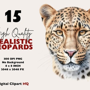 Leopard Clipart Bundle, PNG Jungle Cat Illustrations, Wildlife Digital ...