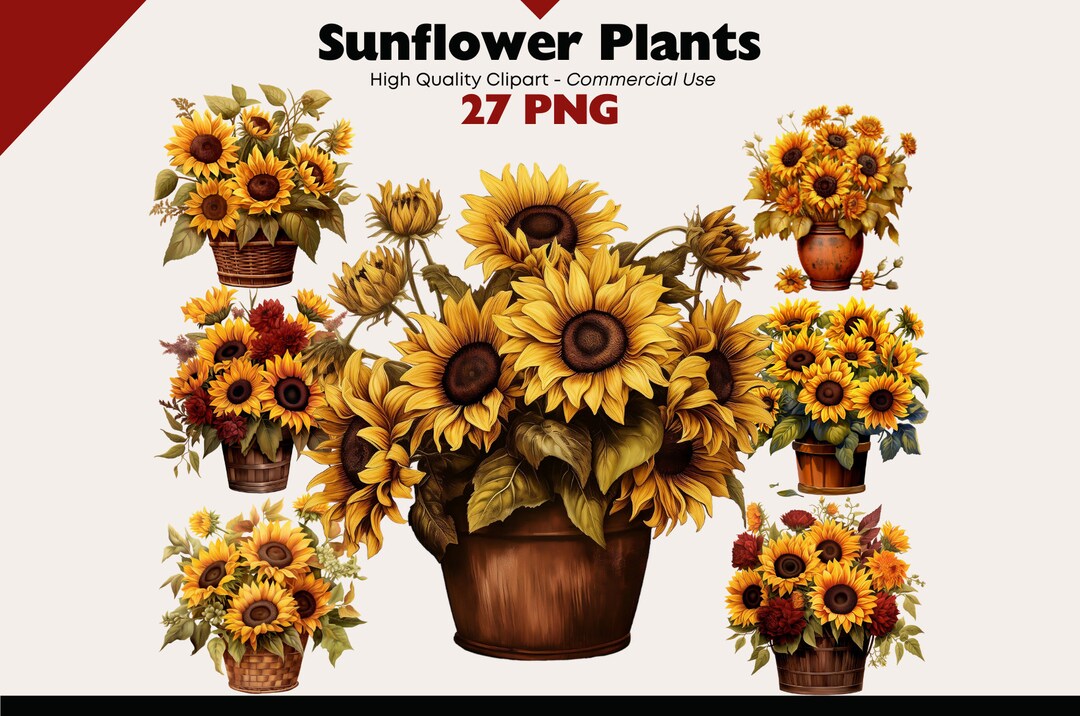 Sunflowers Clipart Bundle Watercolor Sunflower in Pots Graphics Set ...