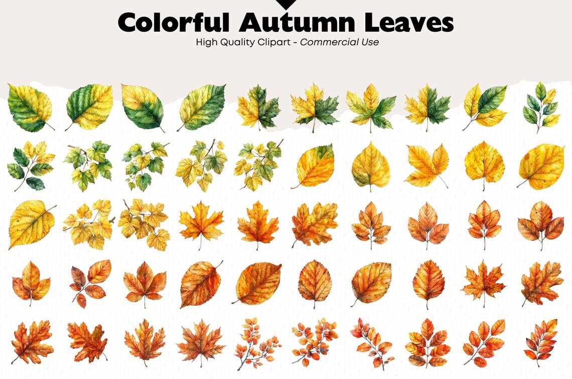Autumn Leaves Watercolor Clipart Bundle Fall Watercolor Maple Leaf Png ...