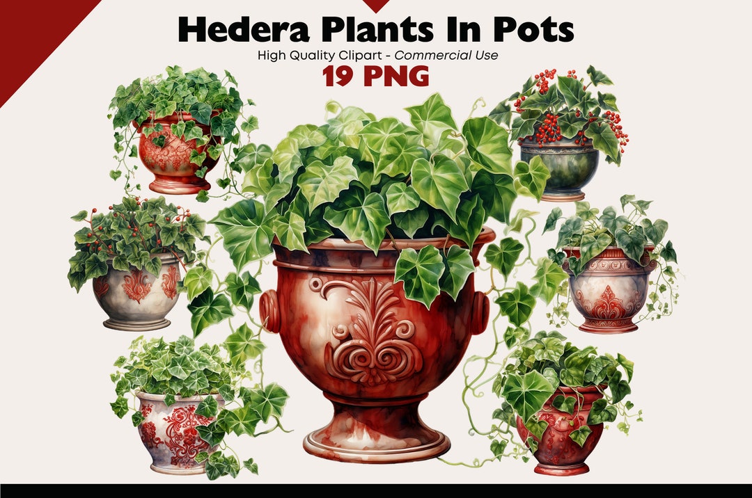 Ivy Plant Clipart, Watercolor Hedera Helix, House Plants PNG, European Ivy Digital Download ...