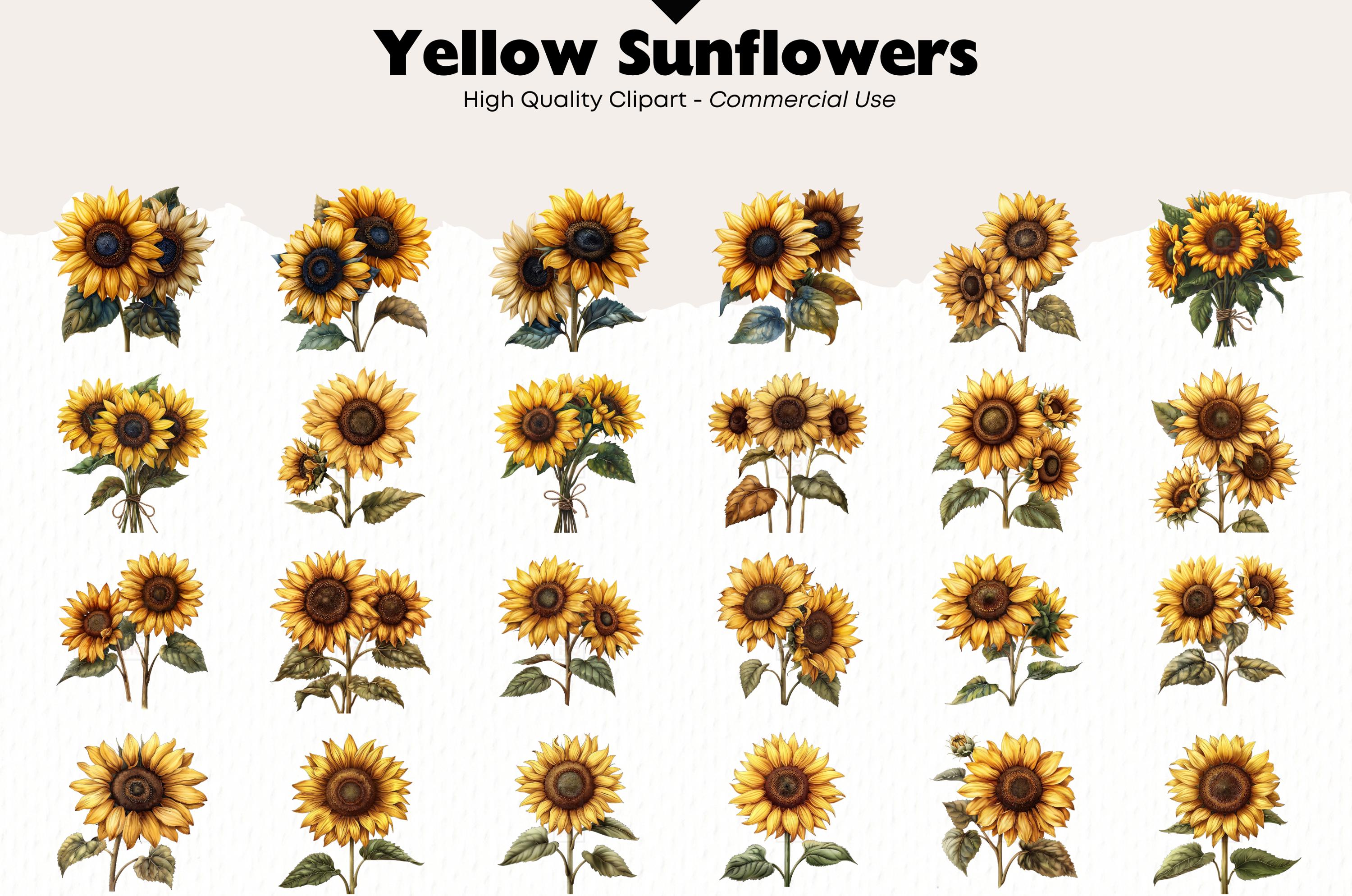 Sunflower Clipart Bundle, Watercolor Sunflowers PNG, Botanical Graphics ...