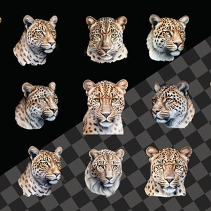 Leopard Clipart Bundle, PNG Jungle Cat Illustrations, Wildlife Digital ...