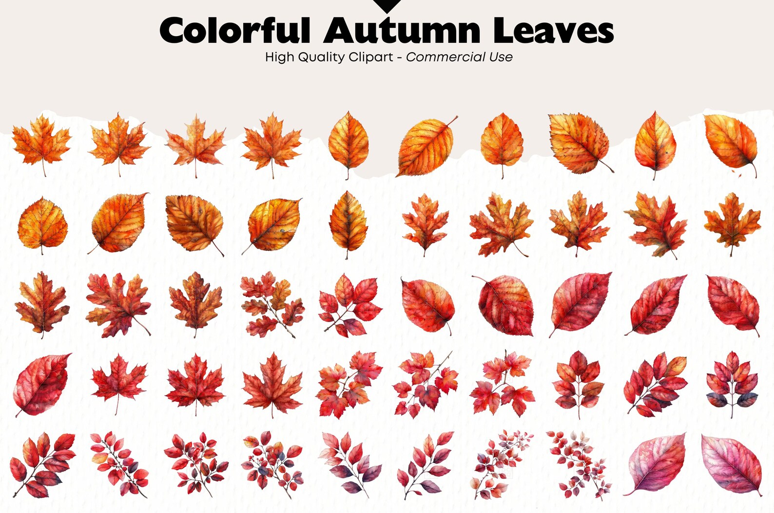 Autumn Leaves Watercolor Clipart Bundle Fall Watercolor Maple Leaf Png ...