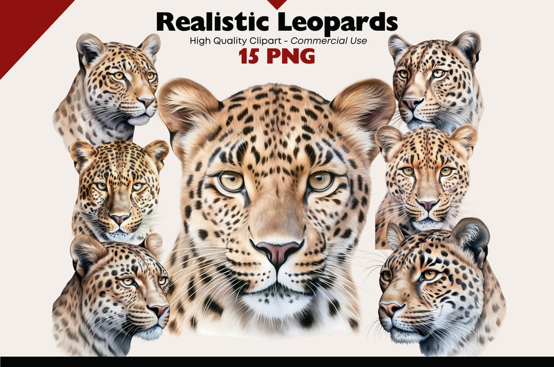 Leopard Clipart Bundle, PNG Jungle Cat Illustrations, Wildlife Digital ...