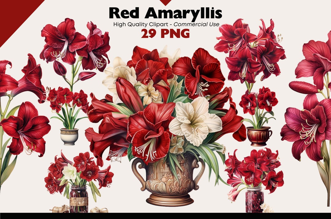 Christmas Amaryllis Clip Art Bundle, Watercolor Amaryllis, Red ...