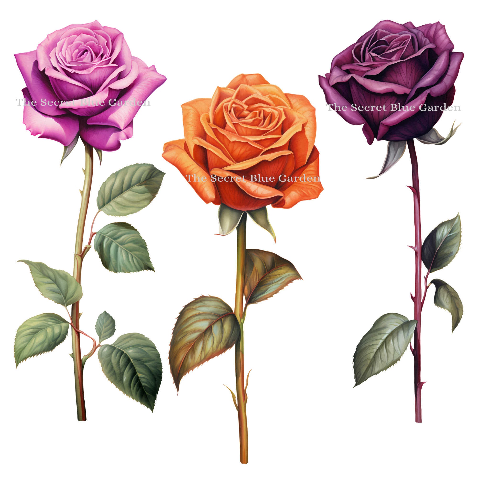 Roses With Stem Clipart - Watercolor Texture - PNG Transparent ...