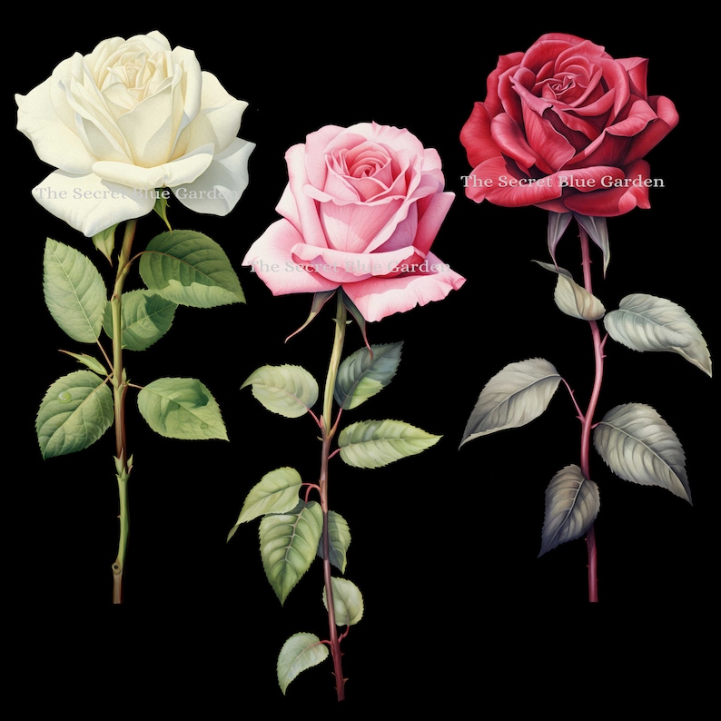 Roses With Stem Clipart - Watercolor Texture - PNG Transparent ...