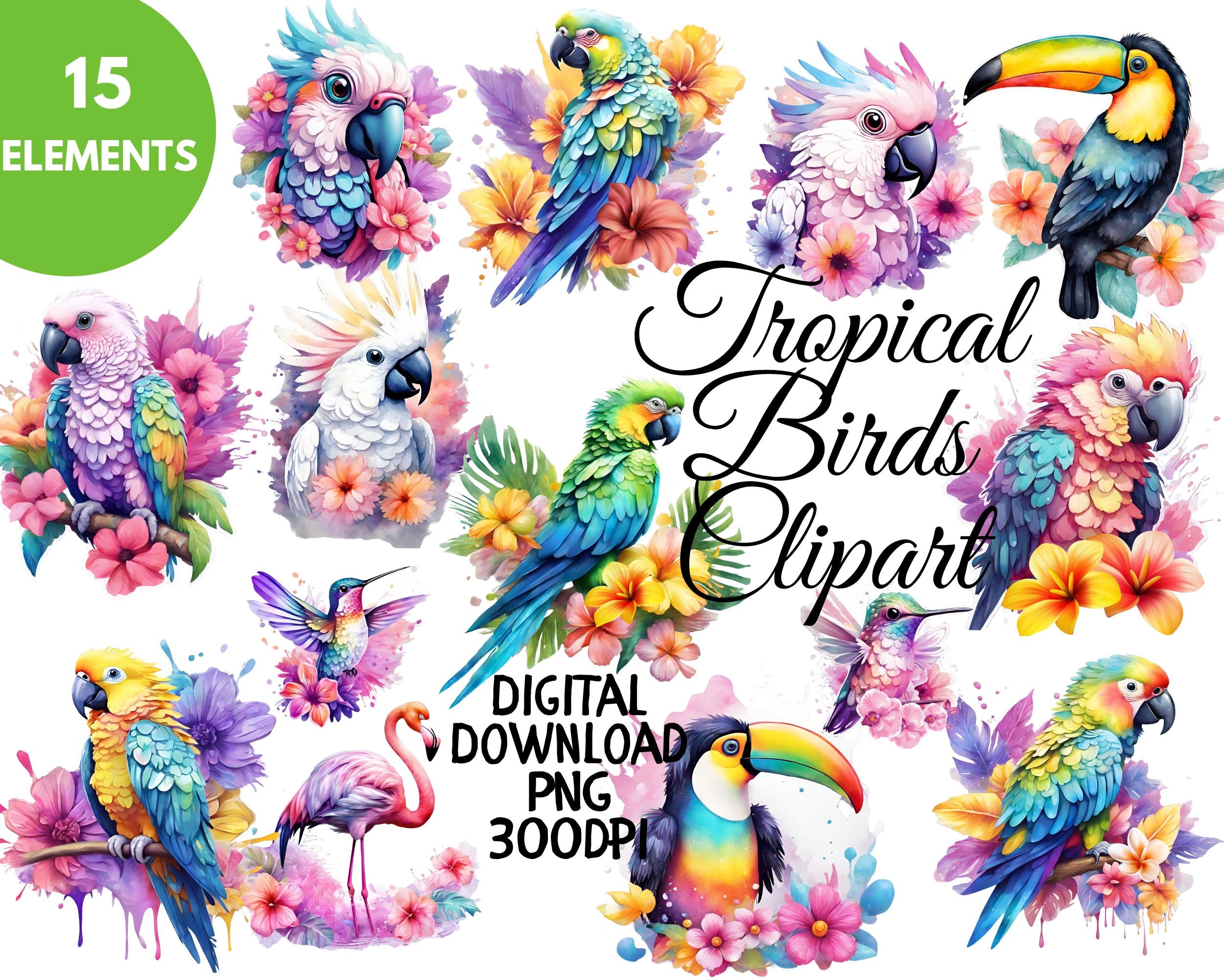 Watercolor Tropical Birds Clipart, Transparent PNG Graphics, Exotic ...