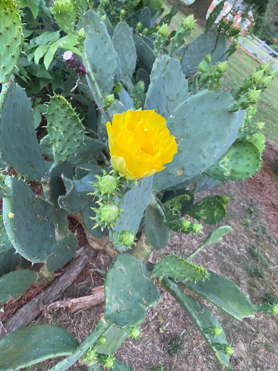 LARGE PAD! Spineless Thornless Edible Nopales Prickly Pear Cactus ...