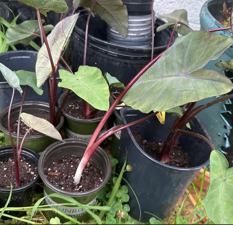 Black Magic Elephant Ear Plant Colocasia Esculenta Bulb, Rhizome, Tuber ...