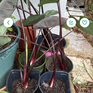 Black Magic Elephant Ear Plant Colocasia Esculenta Bulb, Rhizome, Tuber ...