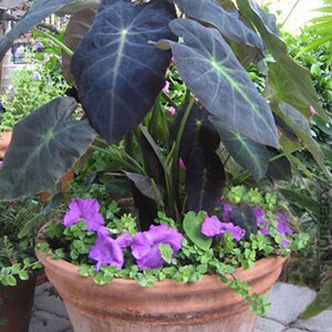 Black Magic Elephant Ear Plant Colocasia Esculenta Bulb, Rhizome, Tuber ...