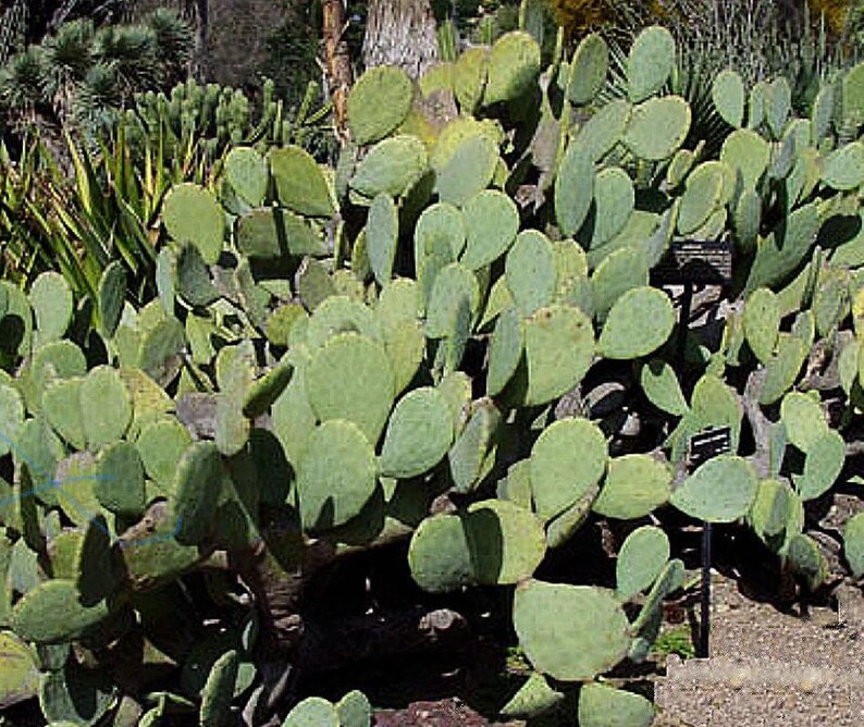 LARGE PAD! Spineless Thornless Edible Nopales Prickly Pear Cactus ...