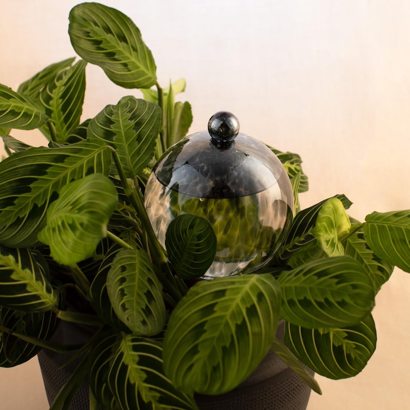 Ball Watering Globe - Etsy