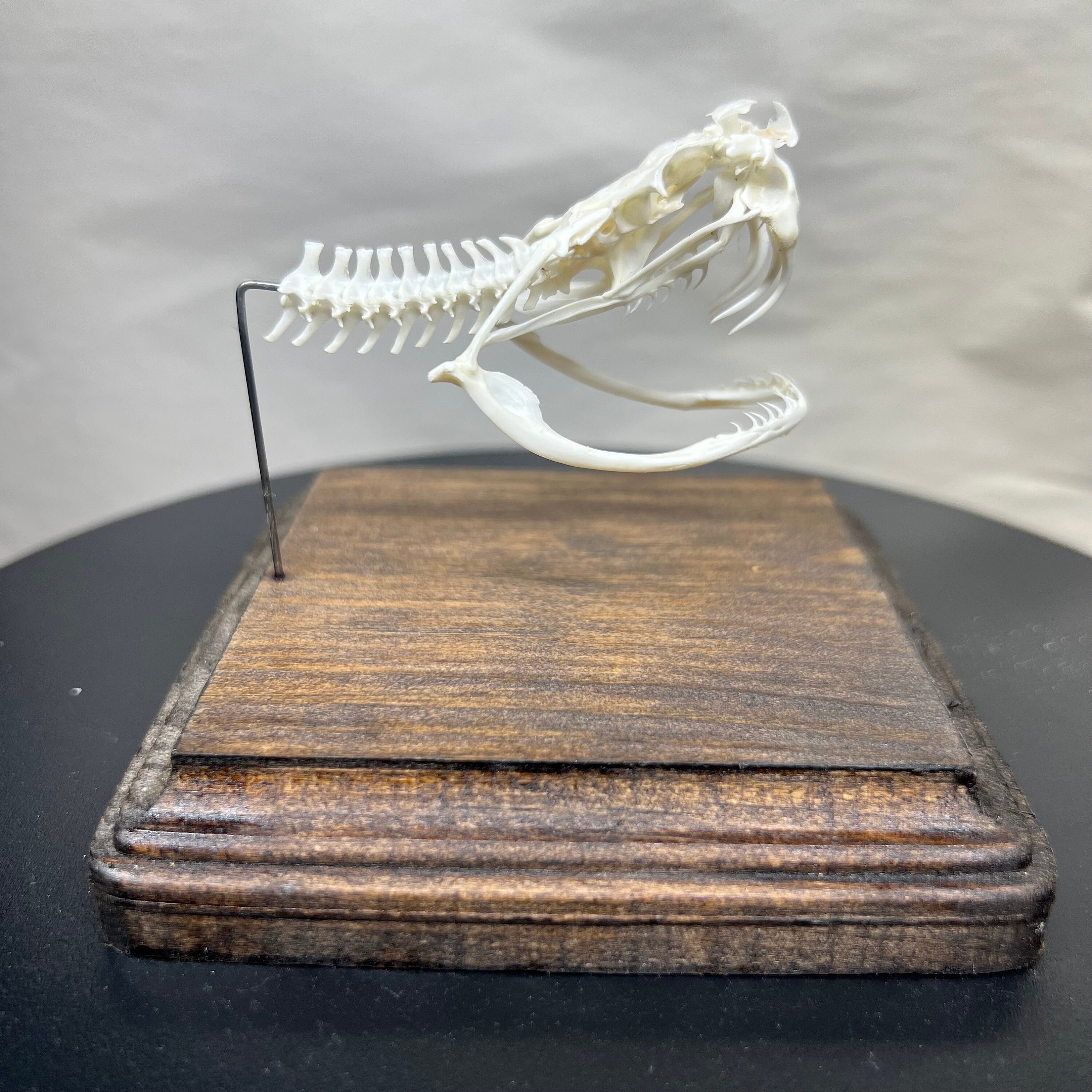 Eastern Diamondback Rattlesnake Skull - Etsy