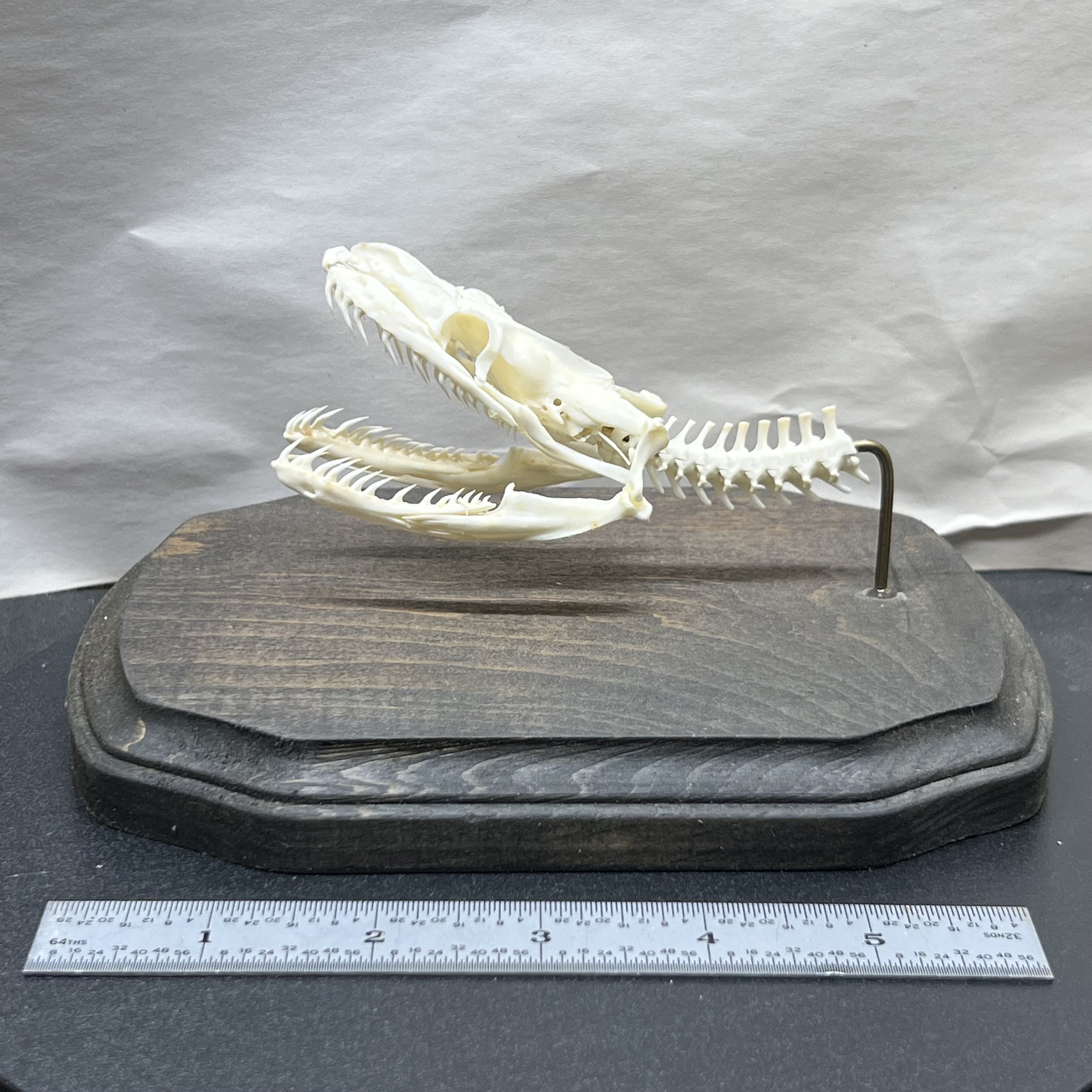 Burmese Python Skull - Etsy