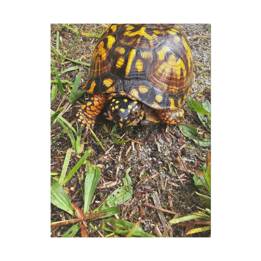 Box Turtle Art, Sea Turtle Wall Art, Under the Sea Animal Decor, Nature ...