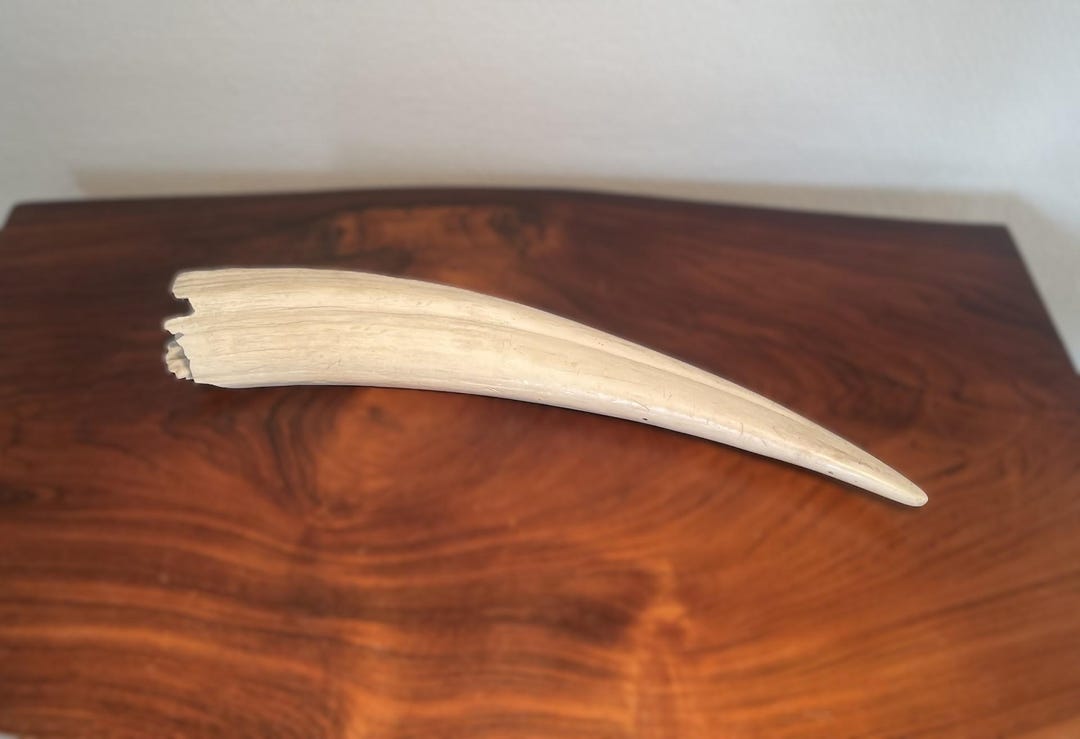 Large Walrus Tusk From Greenland 1970s - Etsy