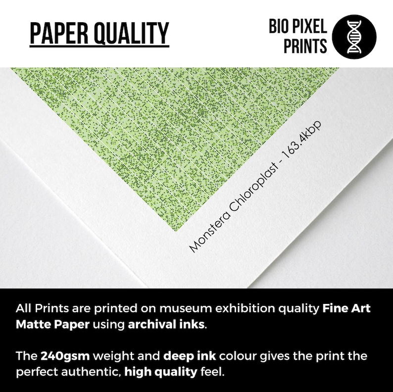 Monstera Deliciosa Chloroplast Gene Sequence Print, Houseplant DNA ...