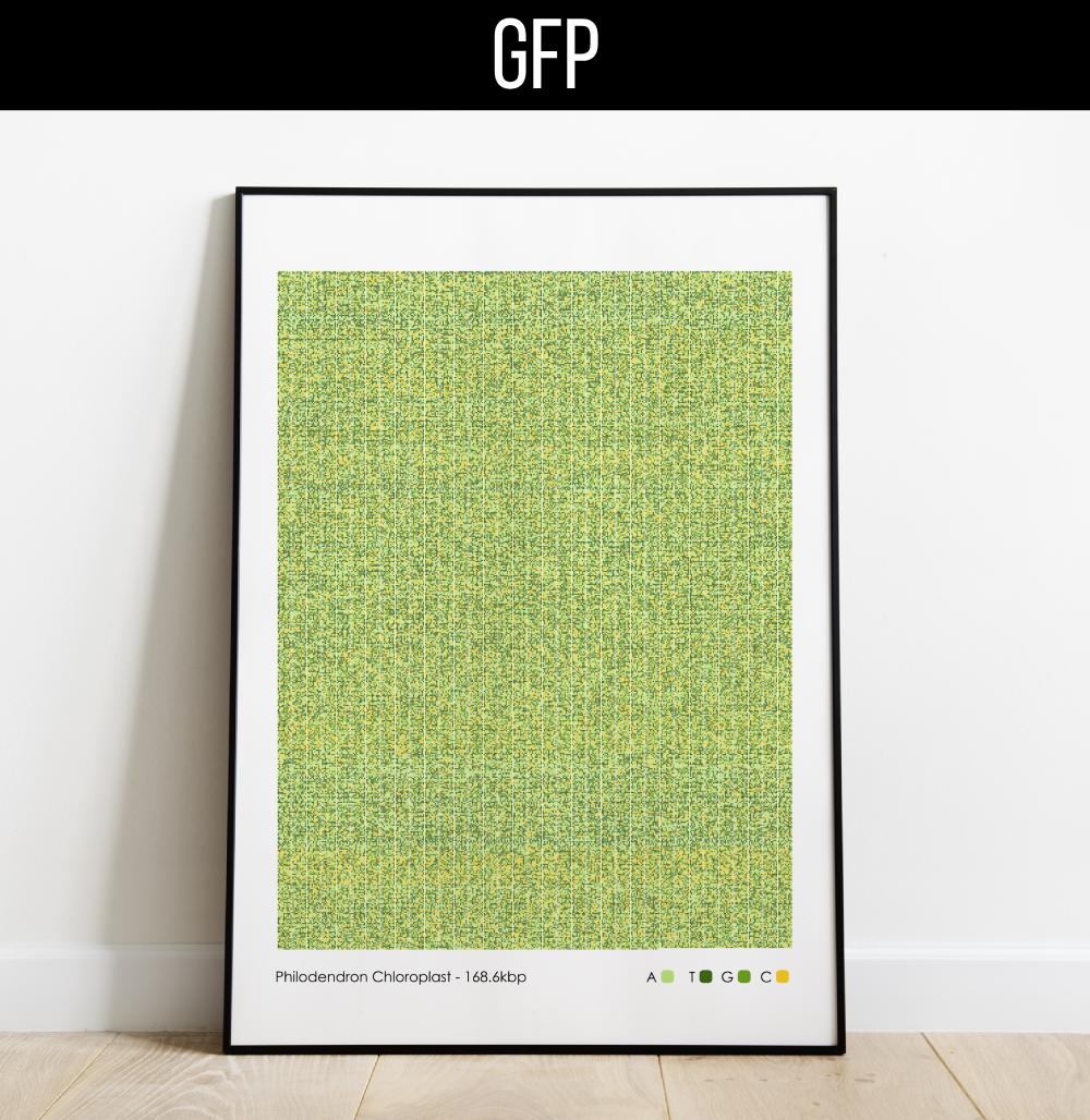 Philodendron Chloroplast Gene Sequence Print, Houseplant DNA Poster ...