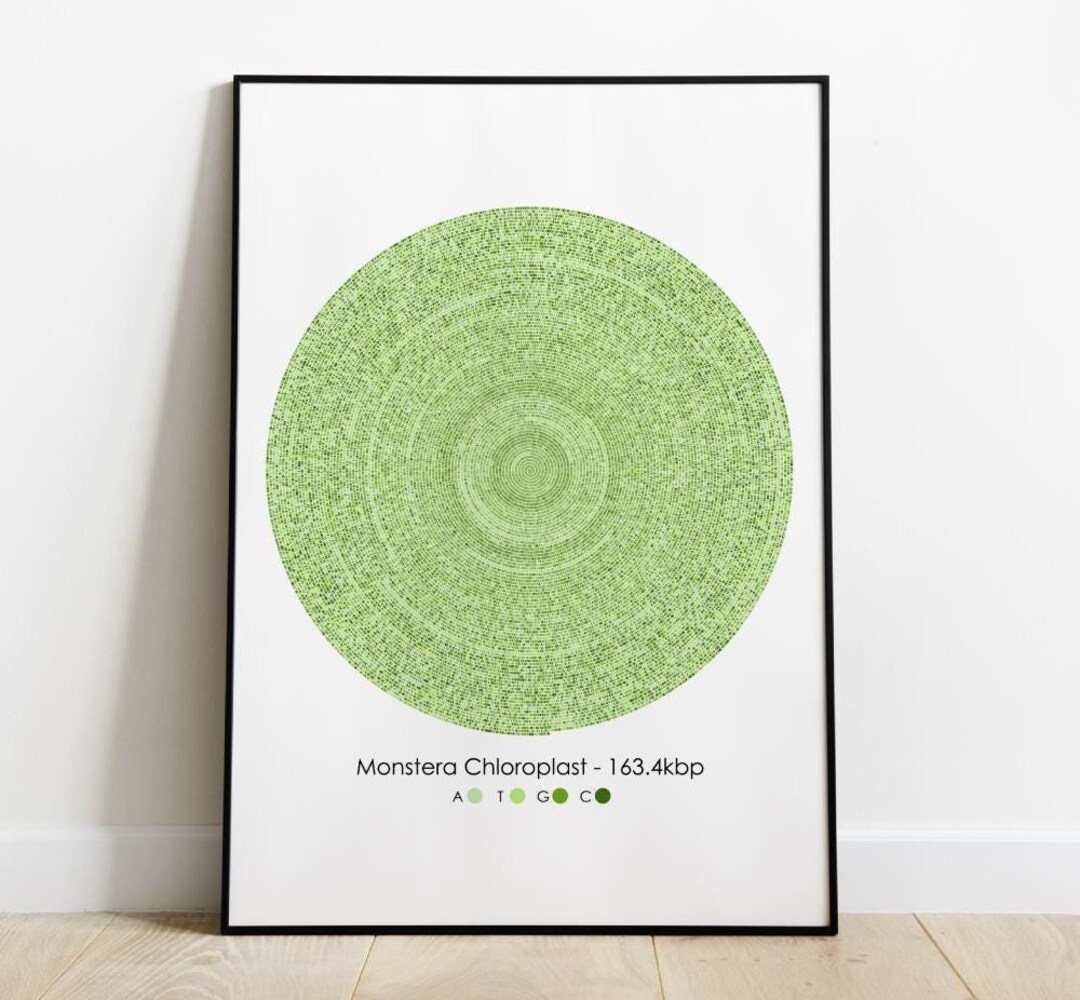 Monstera Deliciosa Chloroplast Gene Sequence Print, Houseplant DNA ...