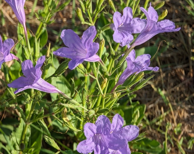 Common Wild Petunia Texas Wildflower Seeds, Ruellia Nudiflora ...