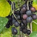 Mustang Grape Seeds, Vitis Mustangensis. Texas Native Perennial. Packet ...