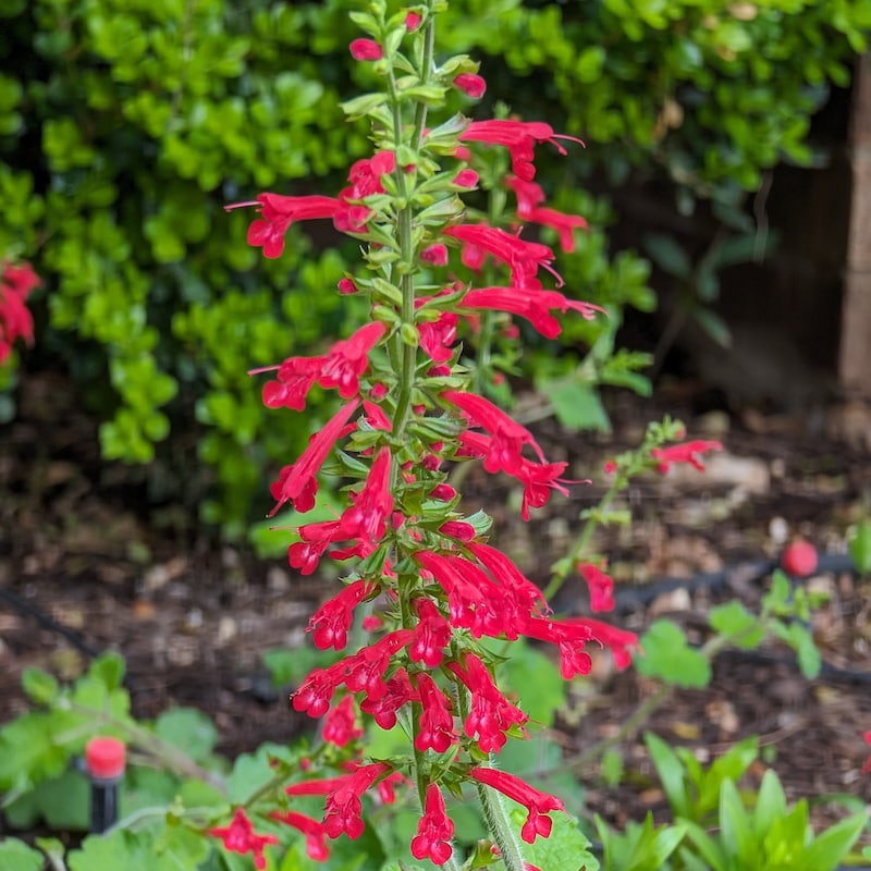 Red Sage Seeds - Etsy