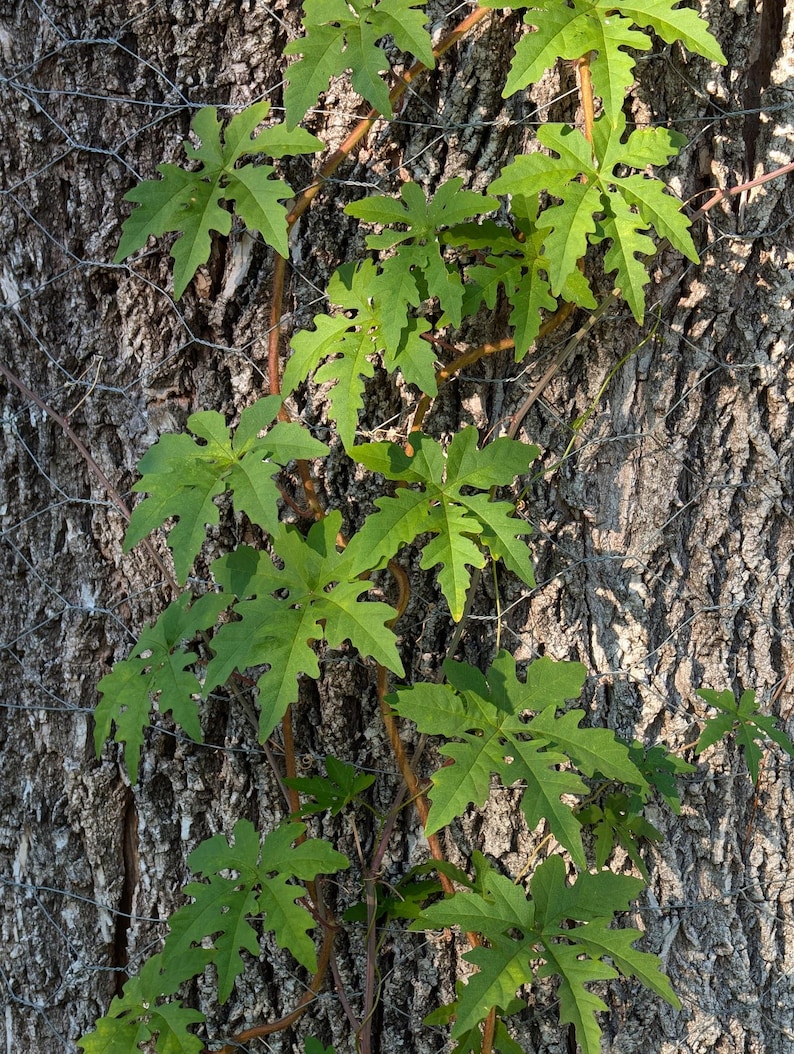 Alamo Vine Texas Wildflower Seeds, Merremia Dissecta. for Trellis ...