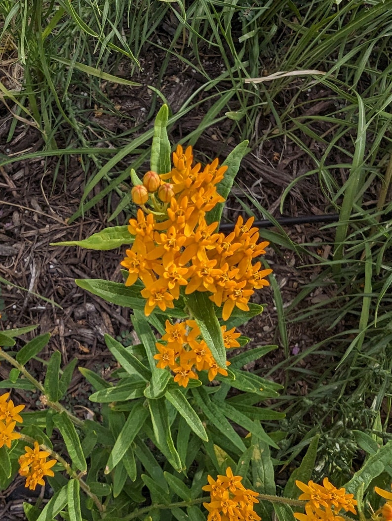 Butterfly Weed Texas Wildflower Seeds, Asclepias Tuberosa . Butterfly ...