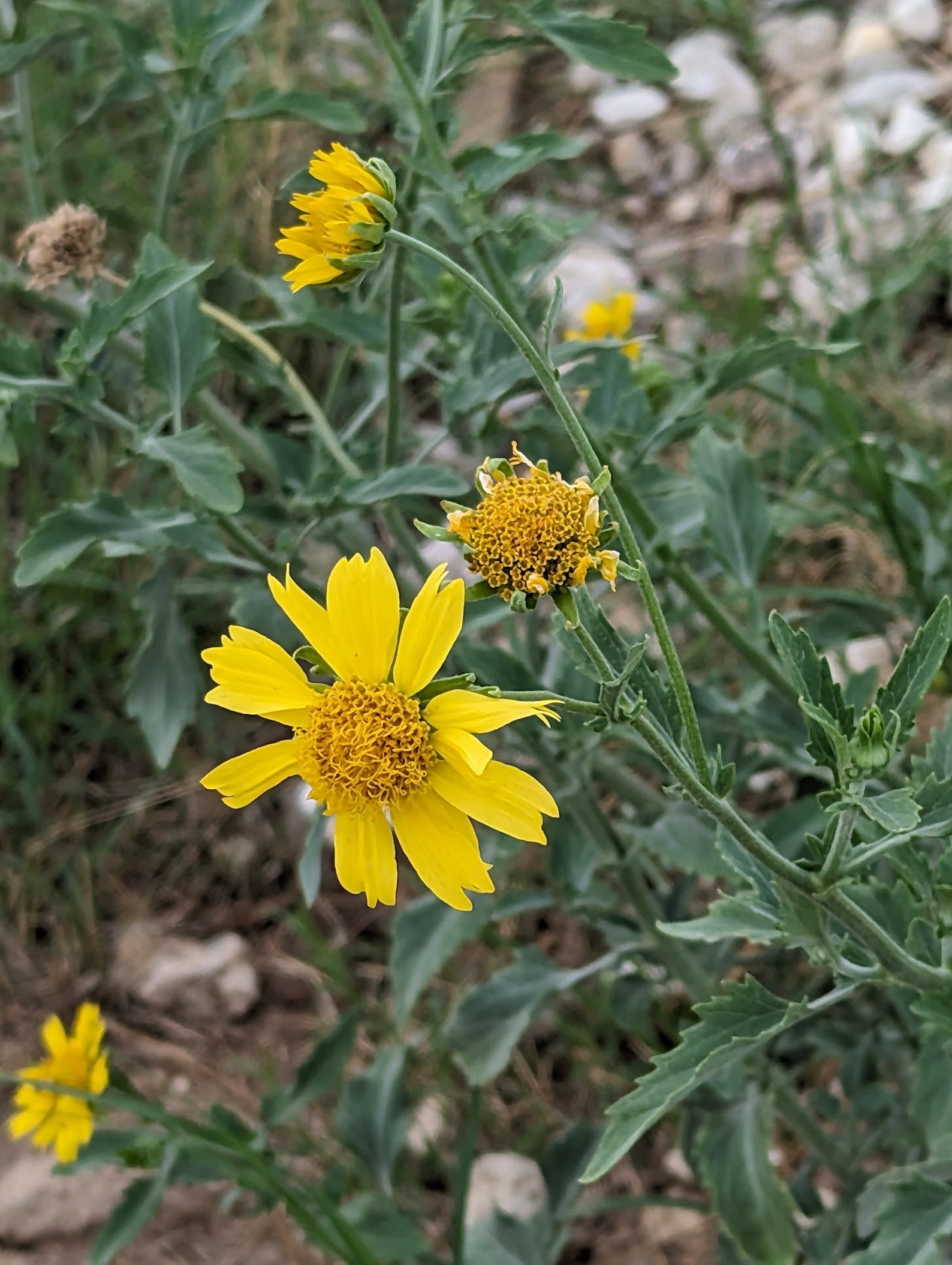 Cowpen Daisy Texas Wildflower Seeds, Verbesina Encelioides . Butterfly ...