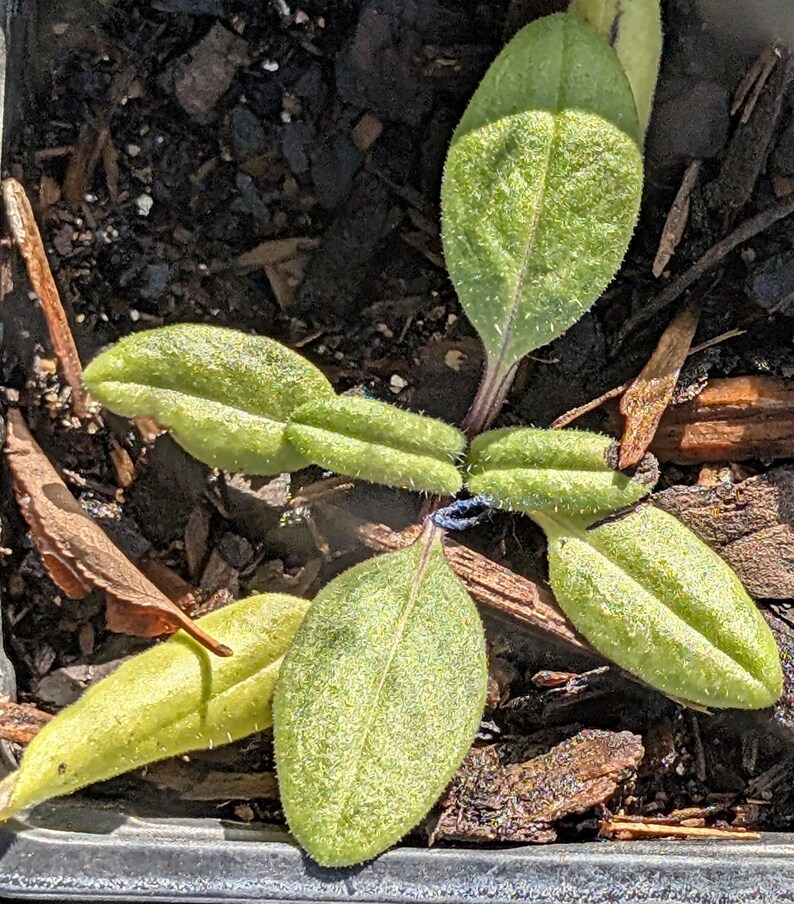 Big Red Sage VERY RARE Texas Native Wildflower Seeds, Salvia ...