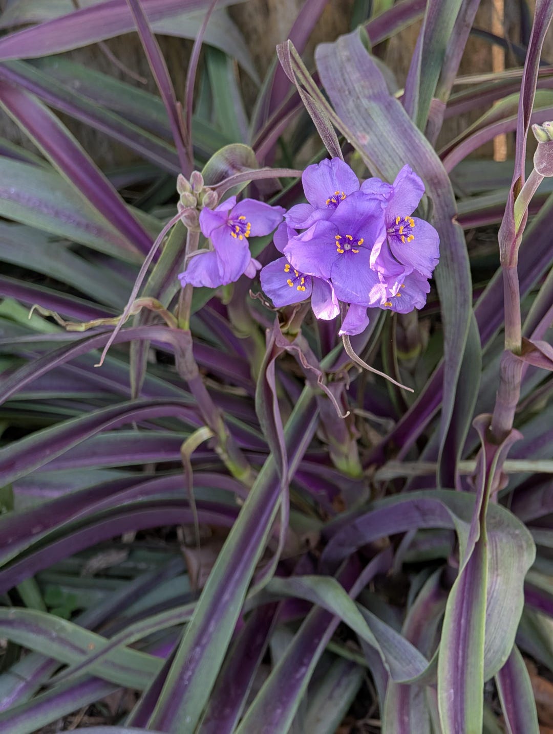 Giant Spiderwort Texas Wildflower Seeds, Tradescantia Gigantea . Packet ...