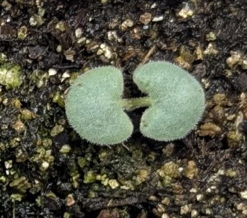 Big Red Sage VERY RARE Texas Native Wildflower Seeds, Salvia ...