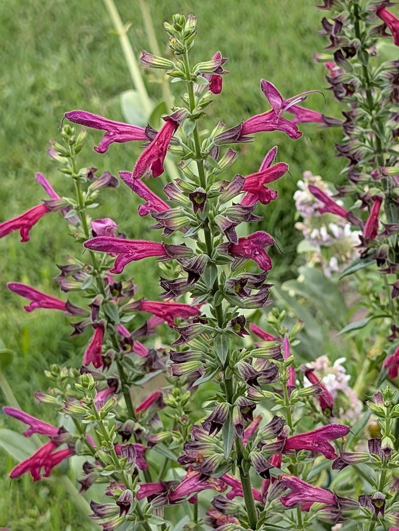 Big Red Sage VERY RARE Texas Native Wildflower Seeds, Salvia ...