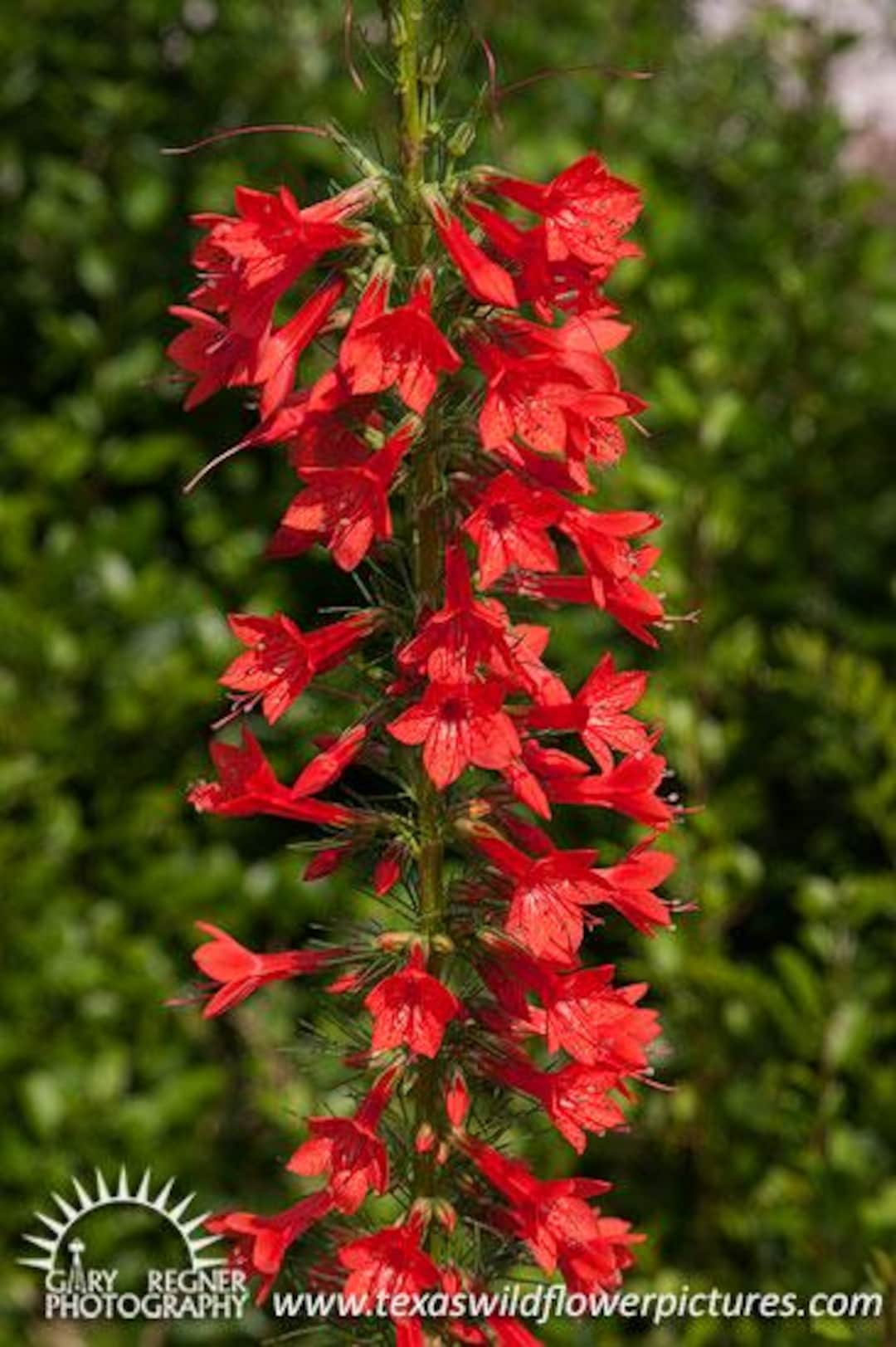 Standing Cypress Texas Native Wildflower Seeds, Ipomopsis Rubra. Packet ...