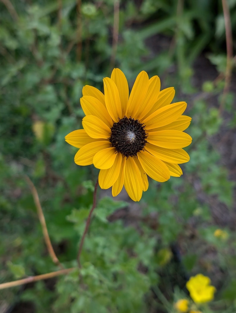 Texas Sunflower RARE Native Wildflower Seeds, Helianthus Praecox ...