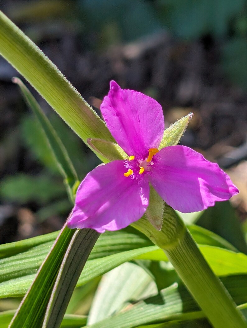 Giant Spiderwort Texas Wildflower Seeds, Tradescantia Gigantea . Packet ...