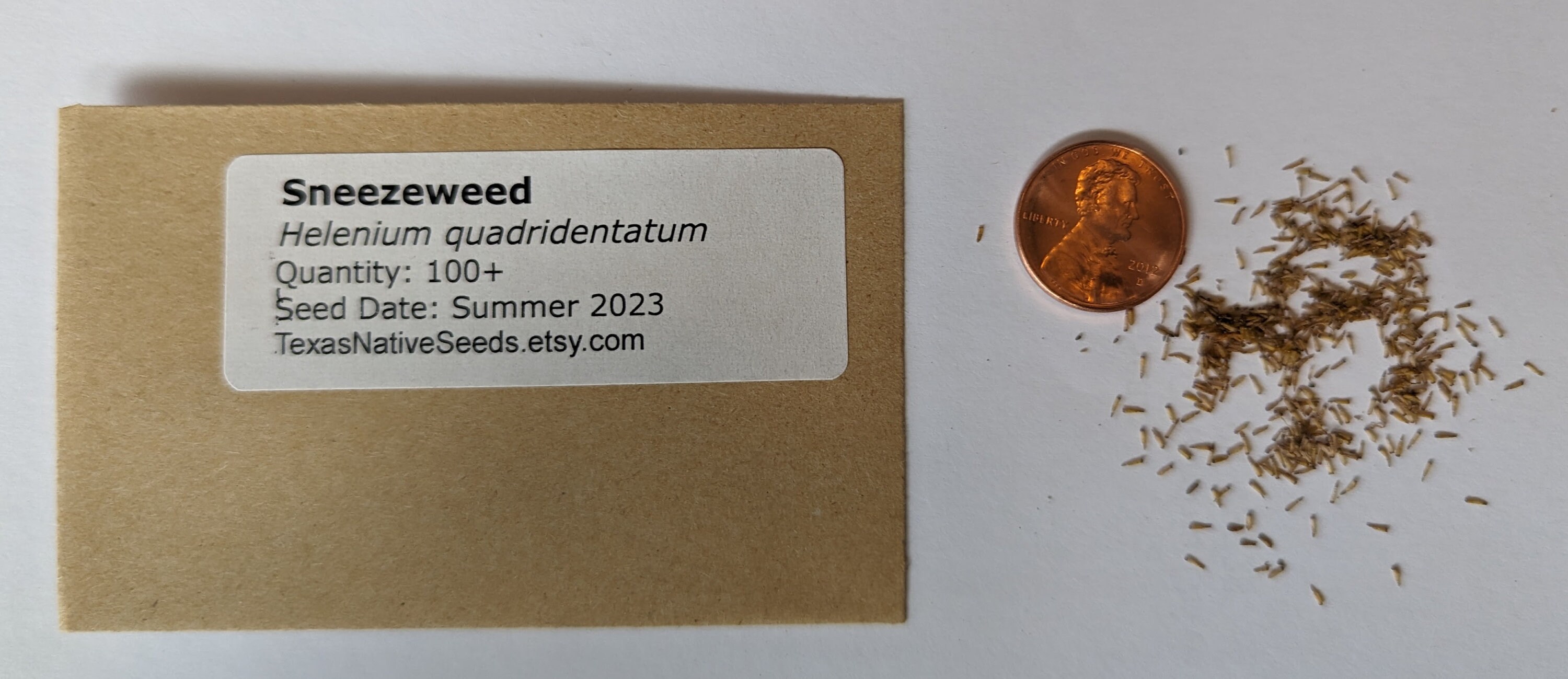 Sneezeweed Texas Wildflower Seeds, Helenium Quadridentatum. Packet of ...