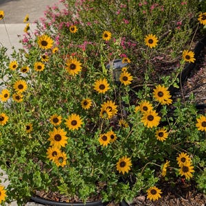 Texas Sunflower RARE Native Wildflower Seeds, Helianthus Praecox ...