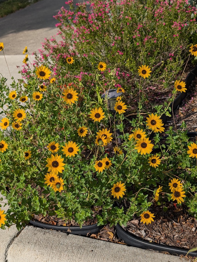 Texas Sunflower RARE Native Wildflower Seeds, Helianthus Praecox ...