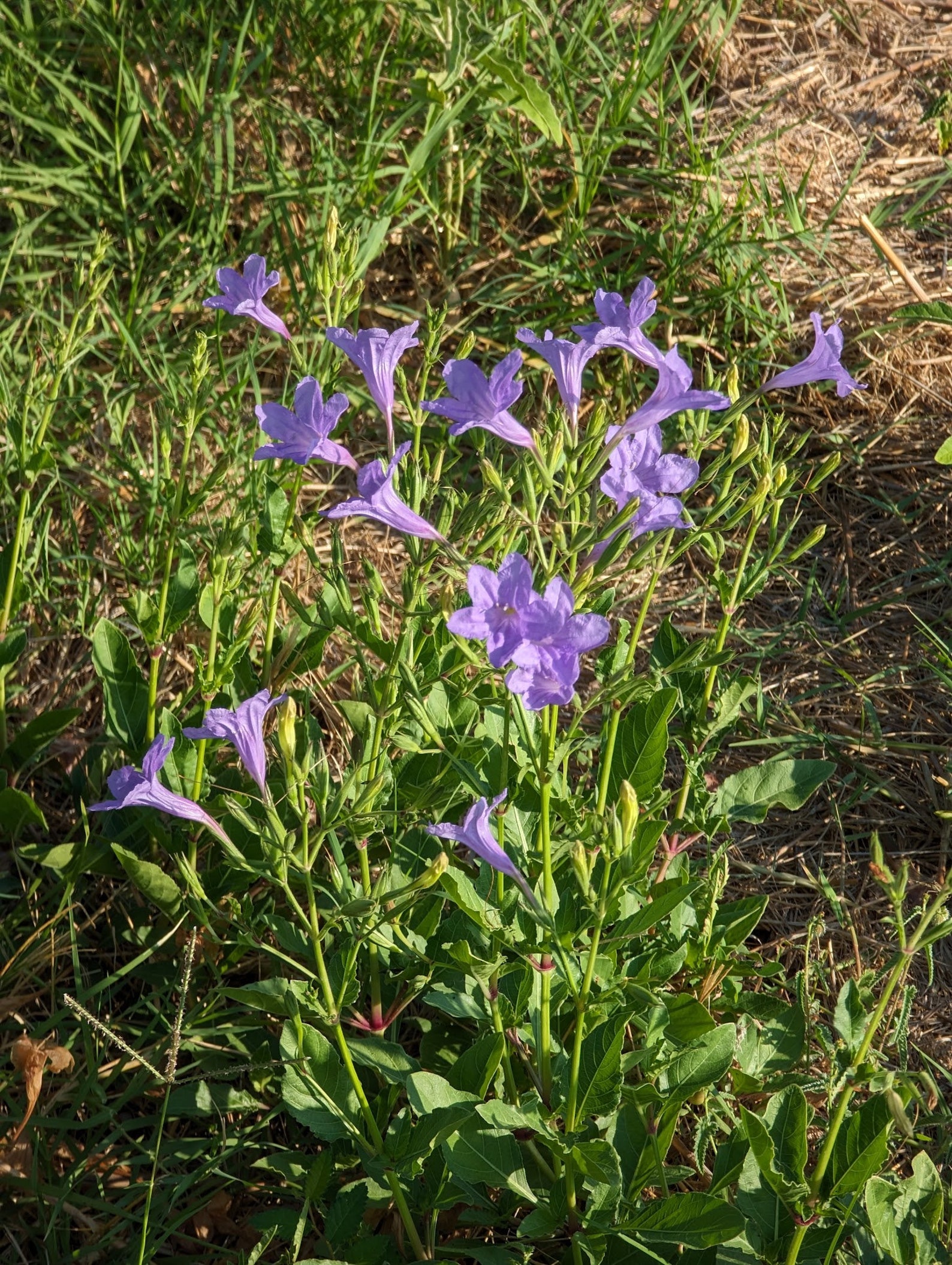 Common Wild Petunia Texas Wildflower Seeds, Ruellia Nudiflora ...