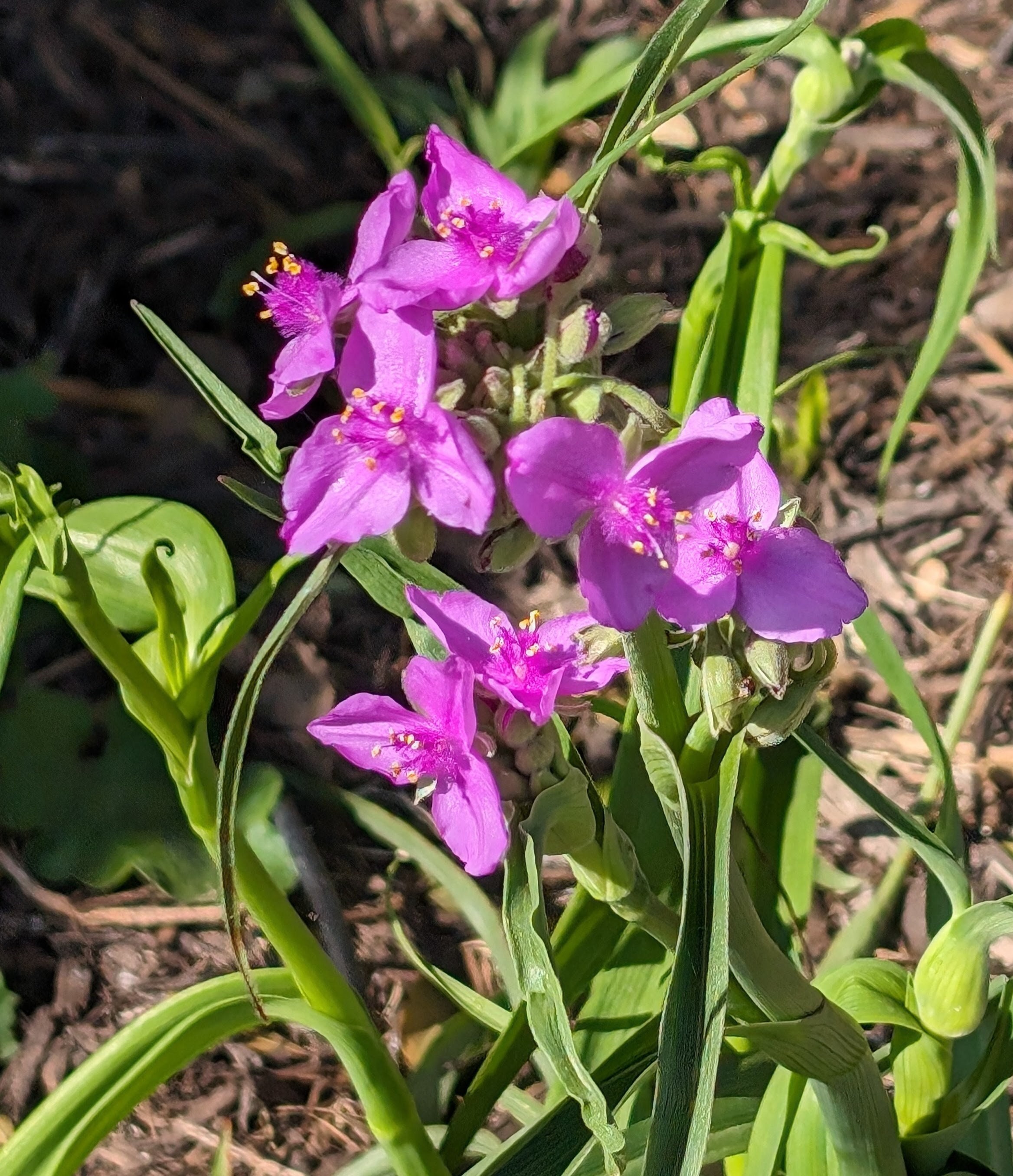 Giant Spiderwort Texas Wildflower Seeds, Tradescantia Gigantea . Packet ...