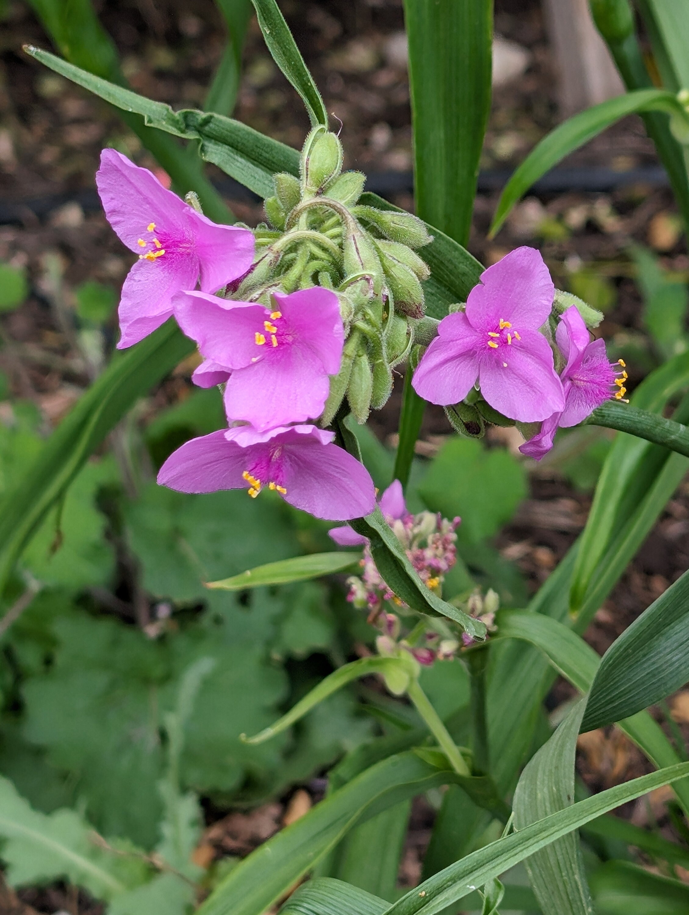 Giant Spiderwort Texas Wildflower Seeds, Tradescantia Gigantea . Packet ...
