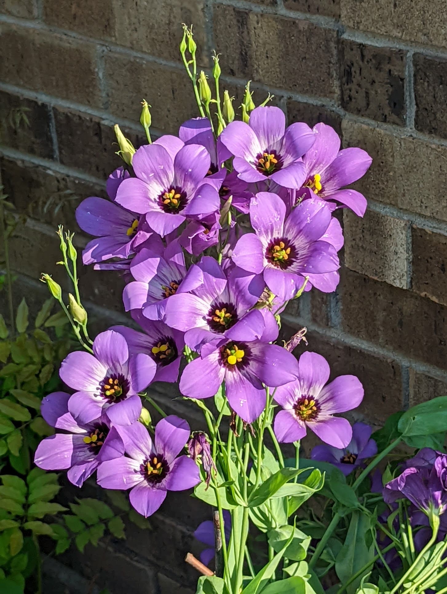 Texas Bluebell Wildflower Seeds Eustoma Grandiflorum. Packet - Etsy