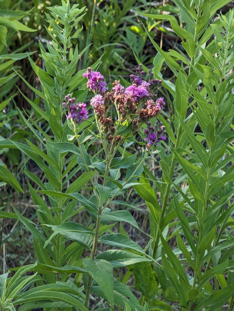 Western Ironweed Texas Wildflower Seeds, Vernonia Baldwinii. Moth Host ...