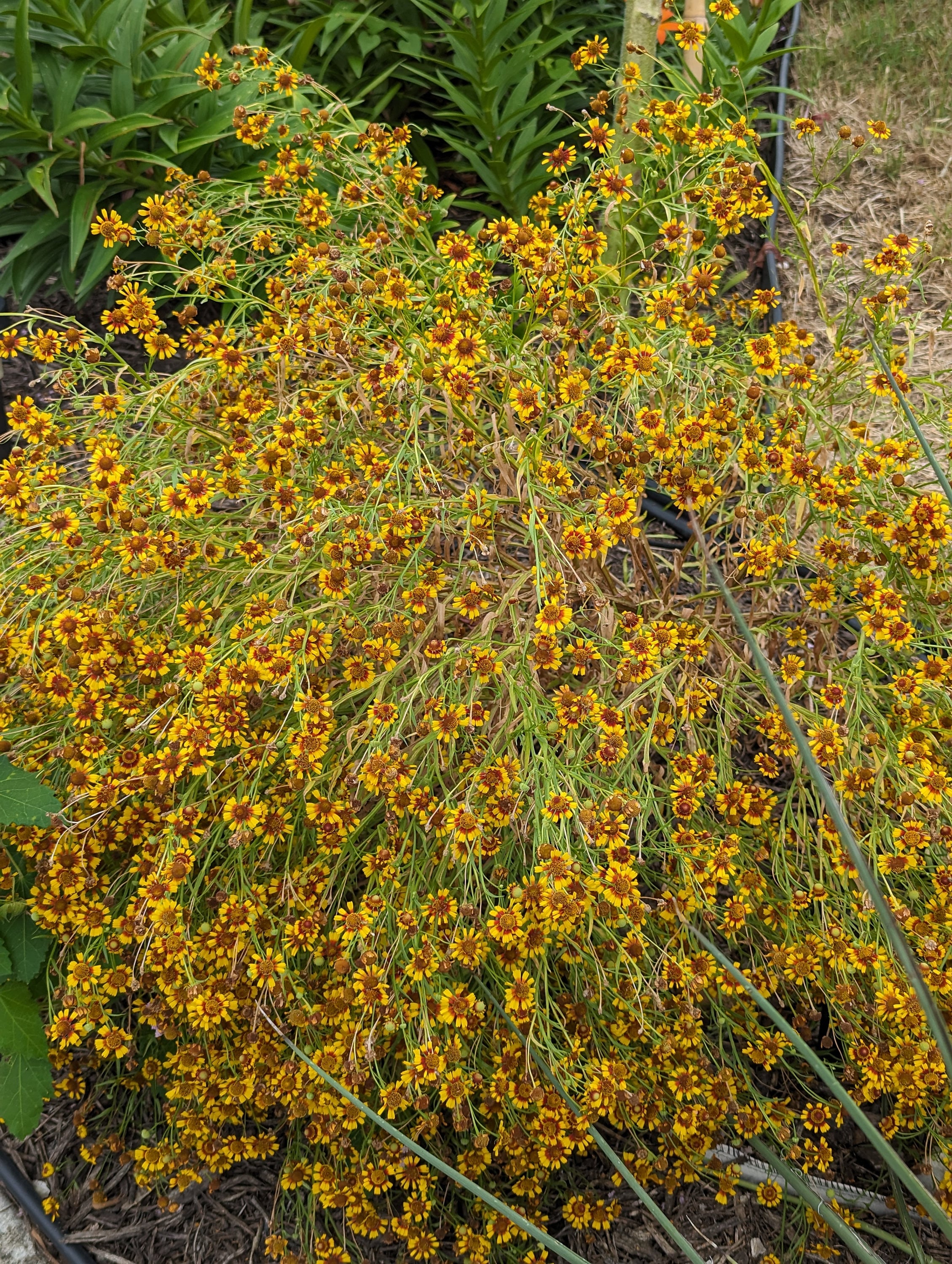 Sneezeweed Texas Wildflower Seeds, Helenium Quadridentatum. Packet of ...