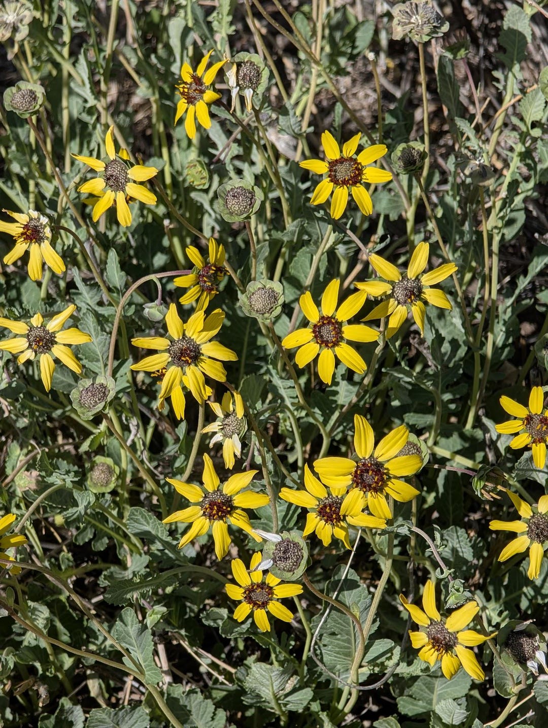Chocolate Daisy Texas Native Wildflower Seeds, Berlandiera Lyrata ...