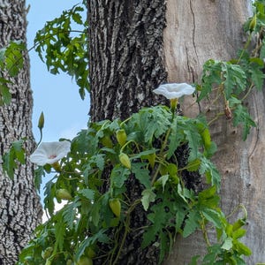 Alamo Vine Texas Wildflower Seeds, Merremia Dissecta. for Trellis ...